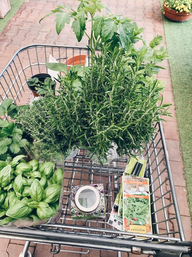 moestuin beginnen met kinderen: tips - unicorns & fairytales